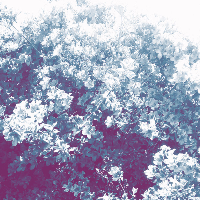 Cosmos / Iowa | Violets Forever