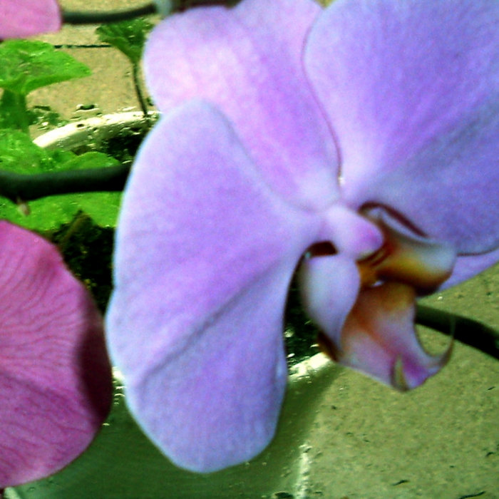 Violet | A.J. Kaufmann - "Stoned Gypsy Wanderer"