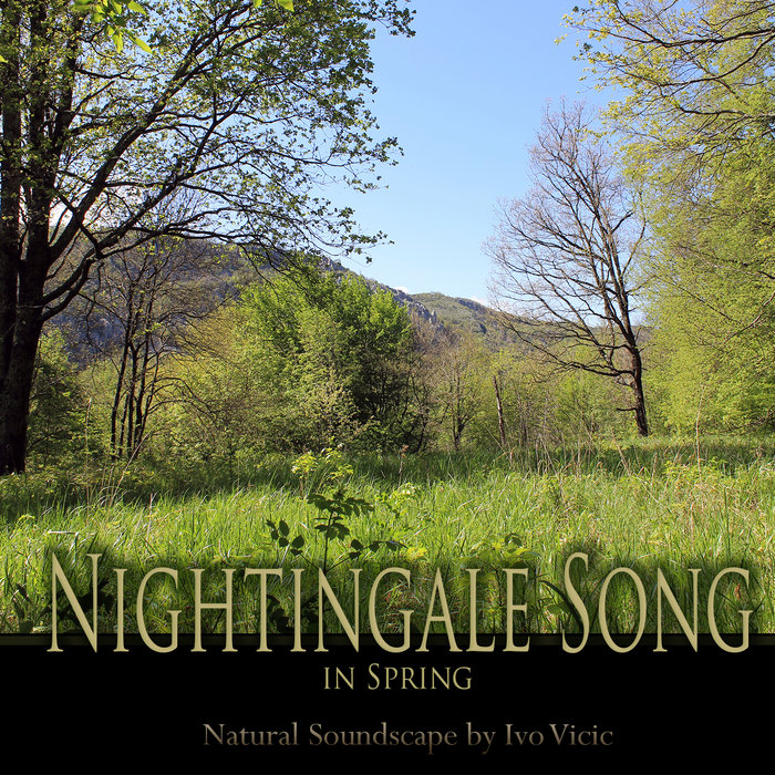 Nightingale Song in Spring | Ivo Vicic