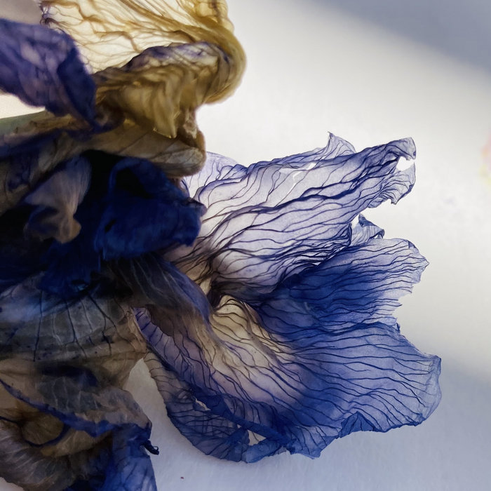 Driving | Kyla Esqueda