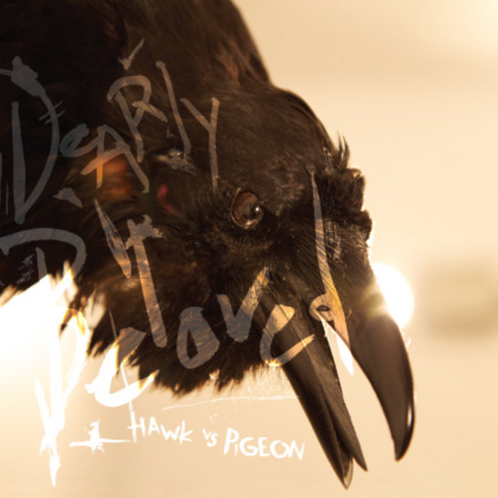 'HAWK VS PIGEON' | Dearly Beloved
