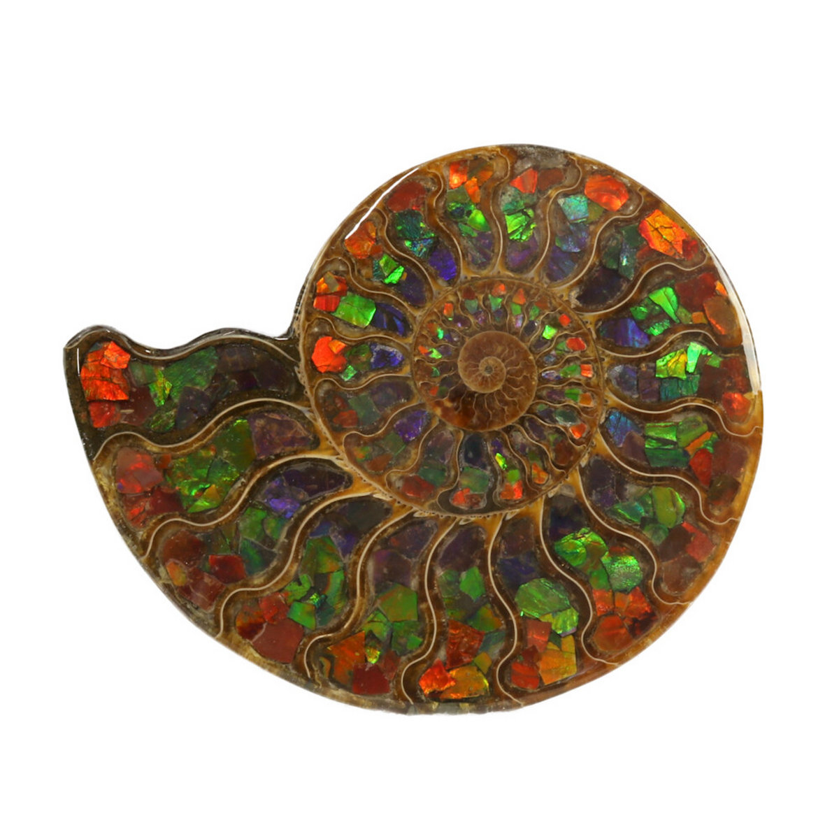 Ammolite | Linky Barmore