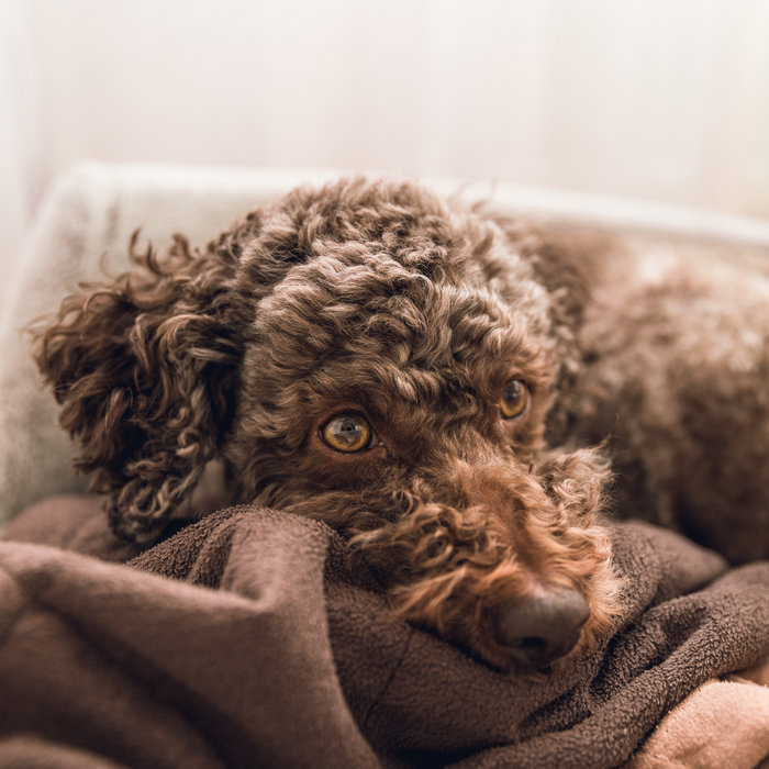 The Bedouin Sheepdog Who Became A Highly Revered Orthodox Authority ...