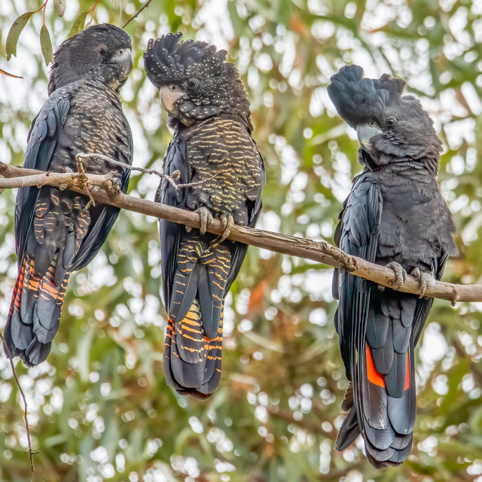 Now and Zen | Mahesha D Philpot