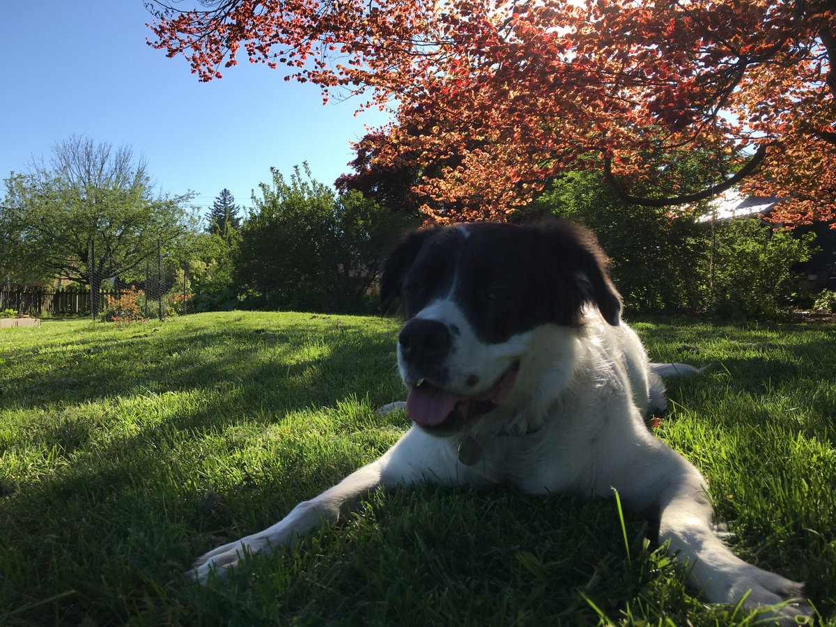 Quail Dog | the lightningrod salesman | Ariel Powell