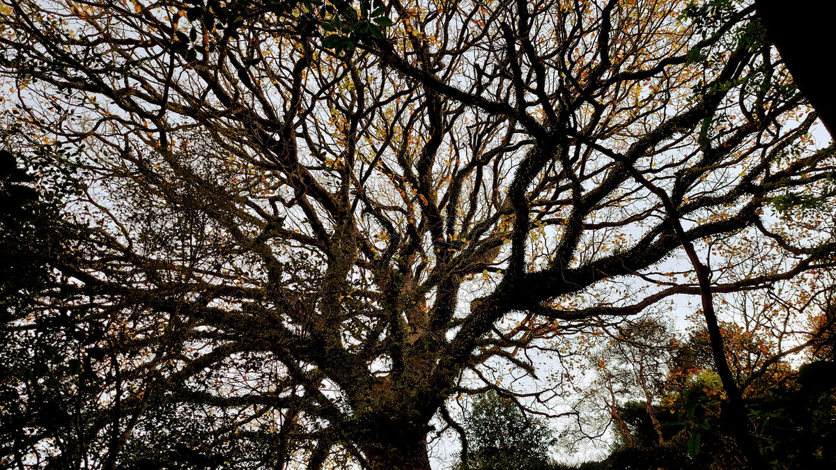 Autumn | John Collie (of Boyndie) | fiffdimension