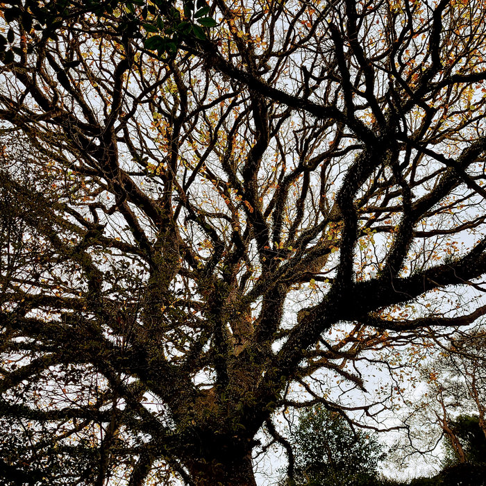 Autumn | John Collie (of Boyndie) | fiffdimension