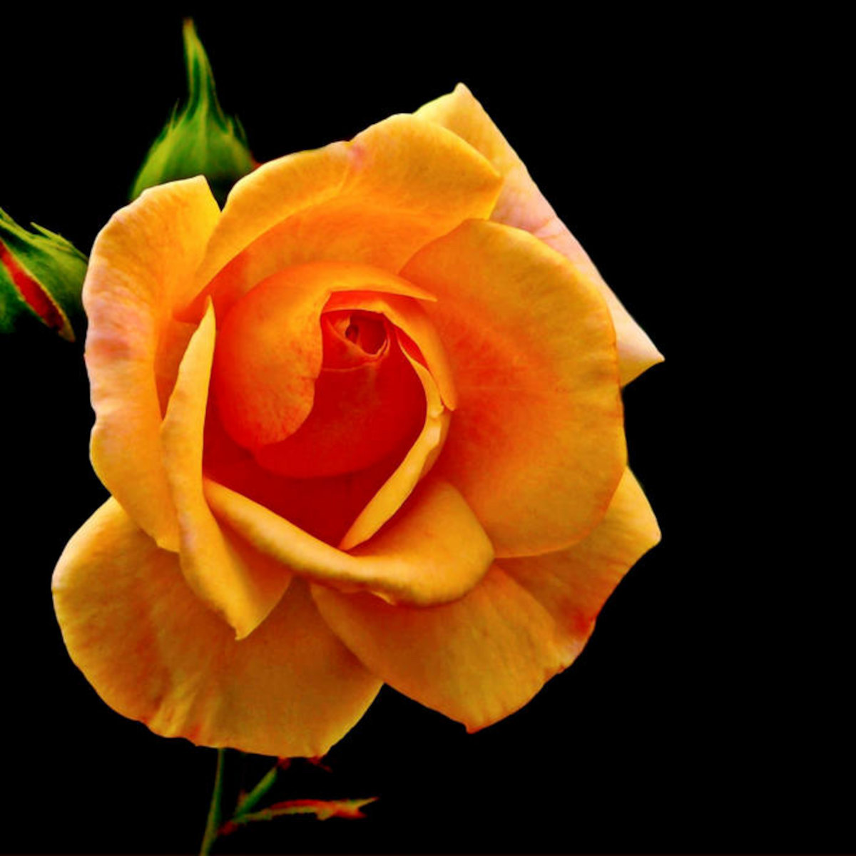 Elegy for Harold Budd (revised 2023) | Dave Seidel