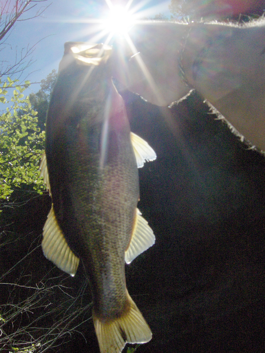 Hey, Mr. Spaceman (Byrds Cover) | The Flying Black Hats