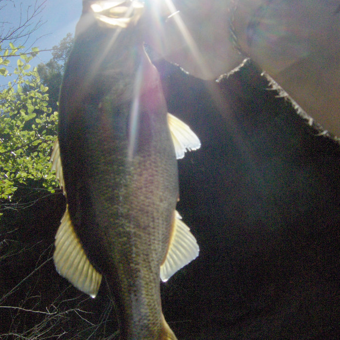 Hey, Mr. Spaceman (Byrds Cover) | The Flying Black Hats