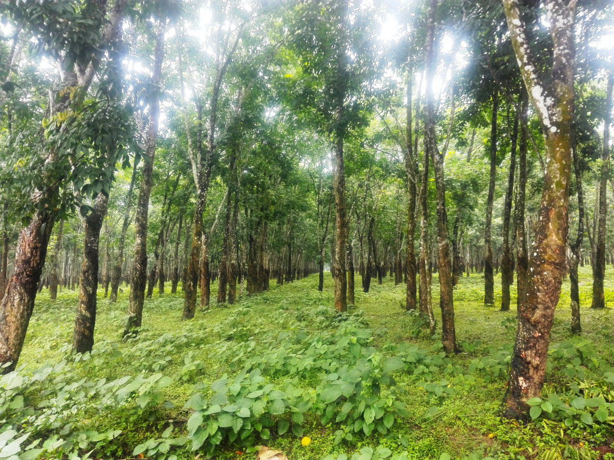 Bangla Movie Palabe Kothay Free Download | Germnarc | tingsinphiransve