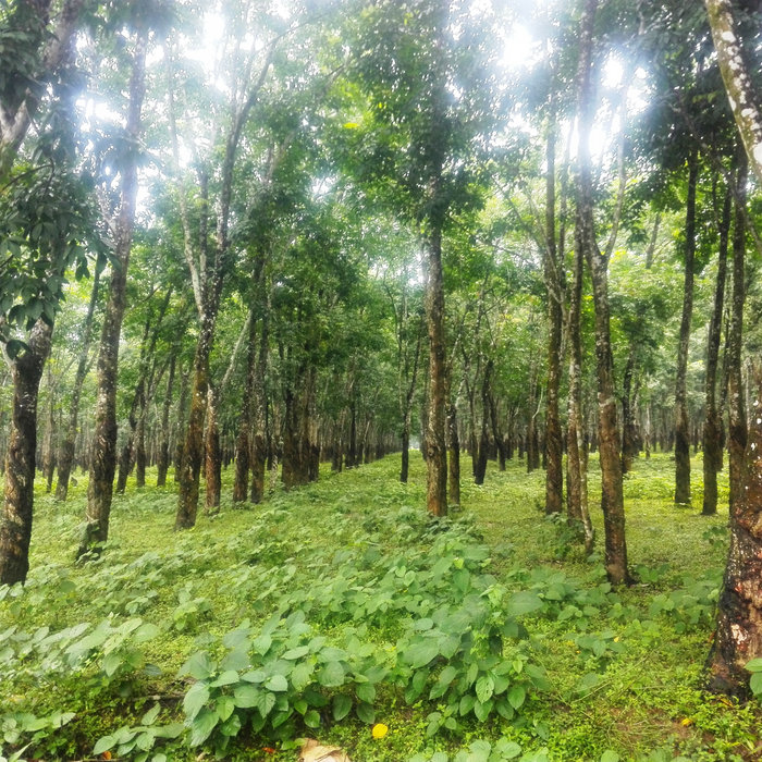 Bangla Movie Palabe Kothay Free Download | Germnarc | tingsinphiransve