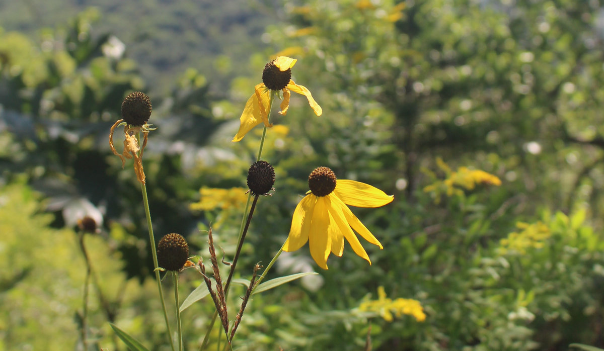 placeholder | students