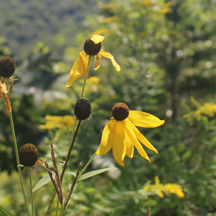 placeholder | students