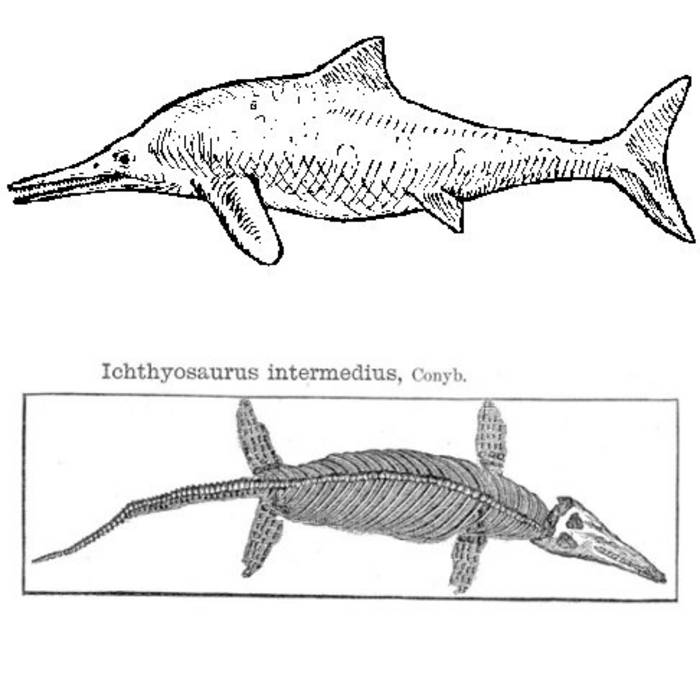 Ichthyosaurus Skeleton