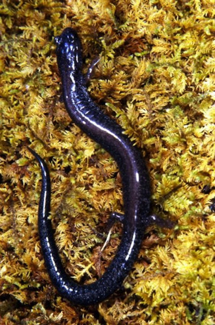 The Newt | The Newt | Sterling Mackinnon