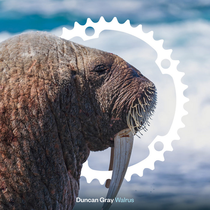 Walrus | Duncan Gray | tici taci