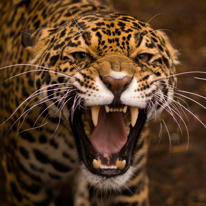 Jappe - Get Mad | Jappe | Jappe/Innervison