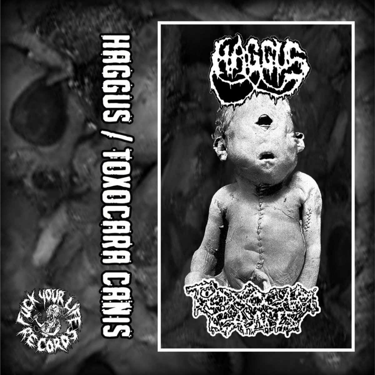 Split W/ Haggus | Toxocara Canis