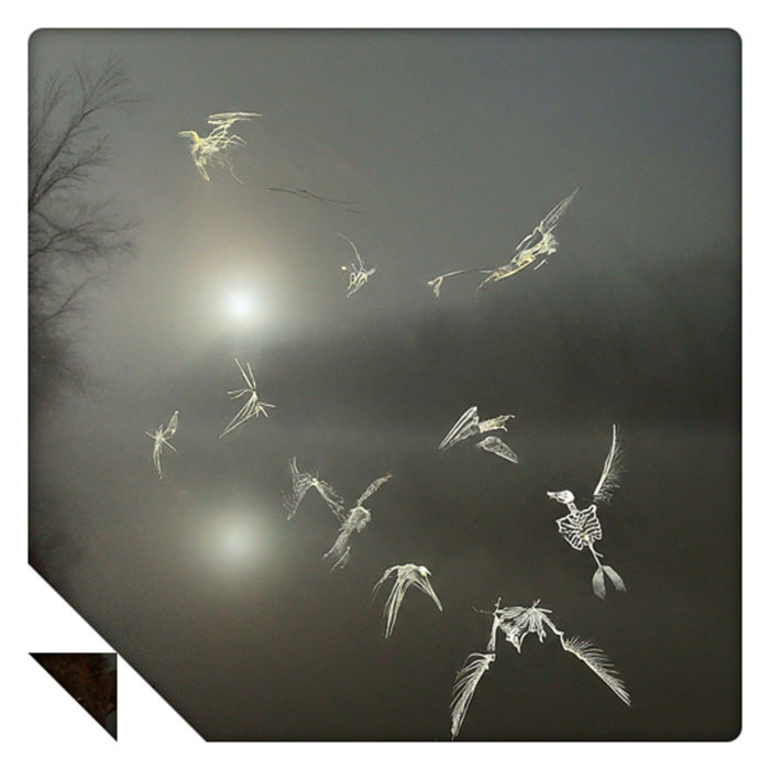 Field Guide | John Siqveland