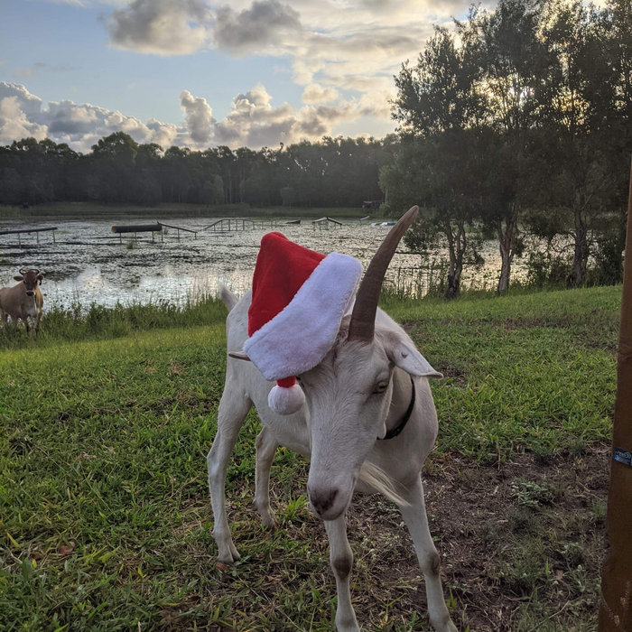 Ol’ St Nick | Belligerent Goat