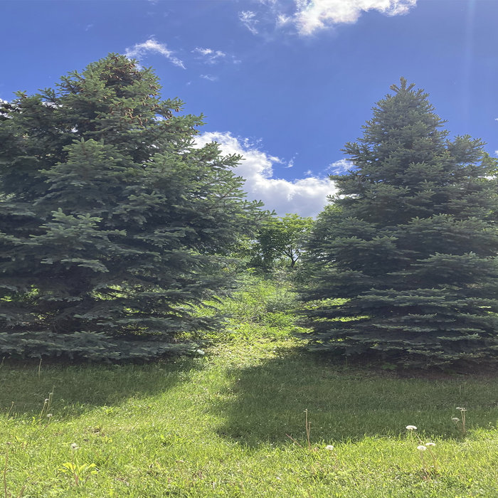 blue skies / gourd | defkon x MAU | biaban