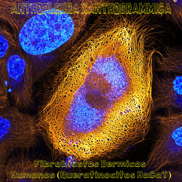 Fibroblastos Dérmicos Humanos (Queratinocitos HaCaT) | Anthopleura ...
