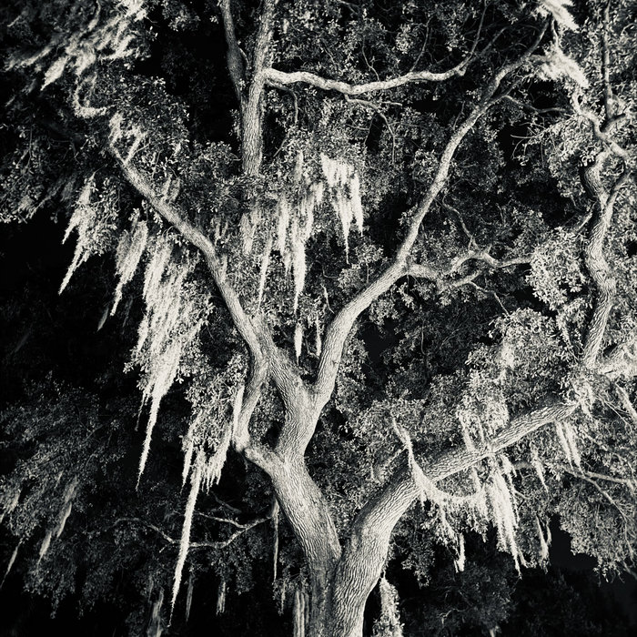 The Crying Tree | Tokyo Teens