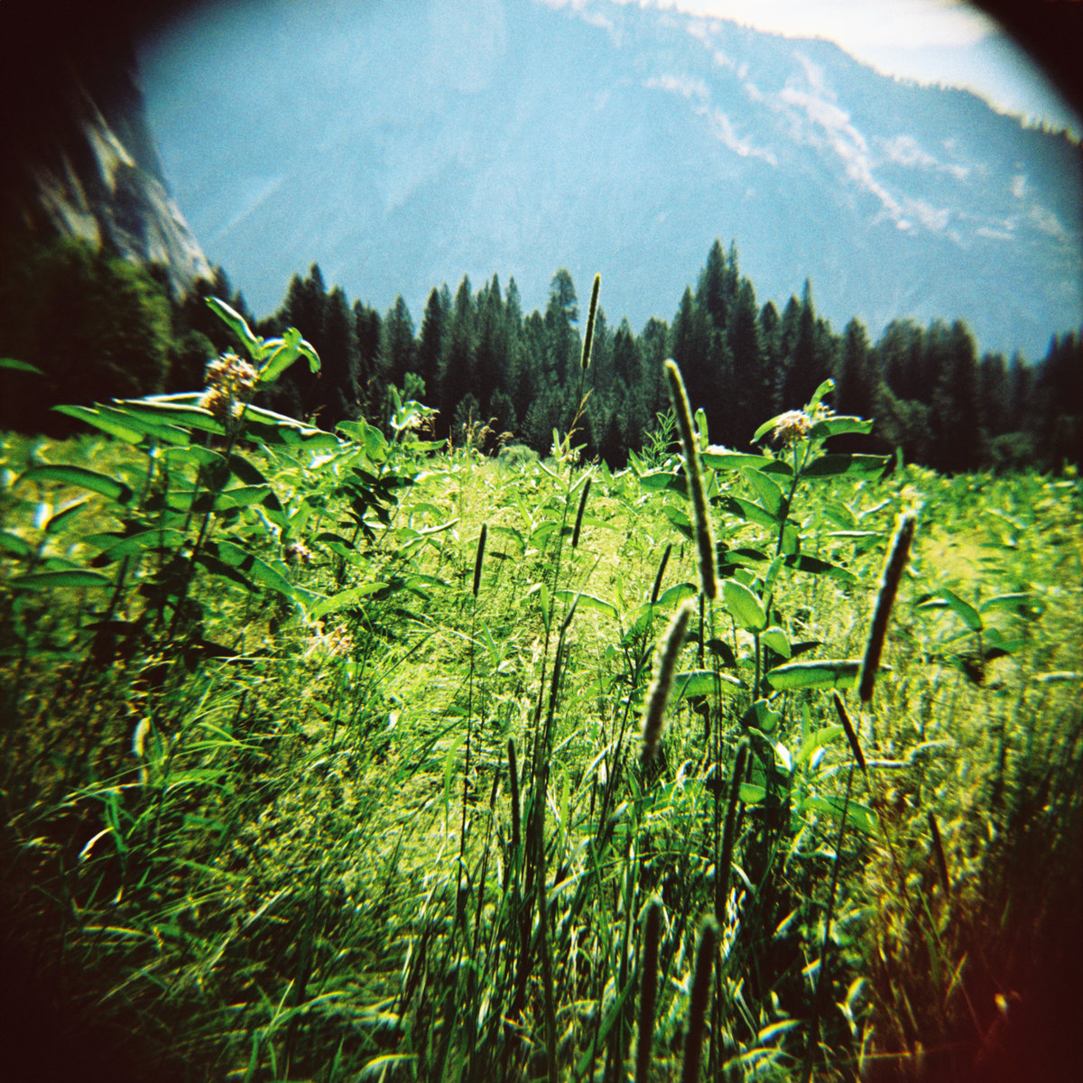 Summer Justice | Jojo Melons