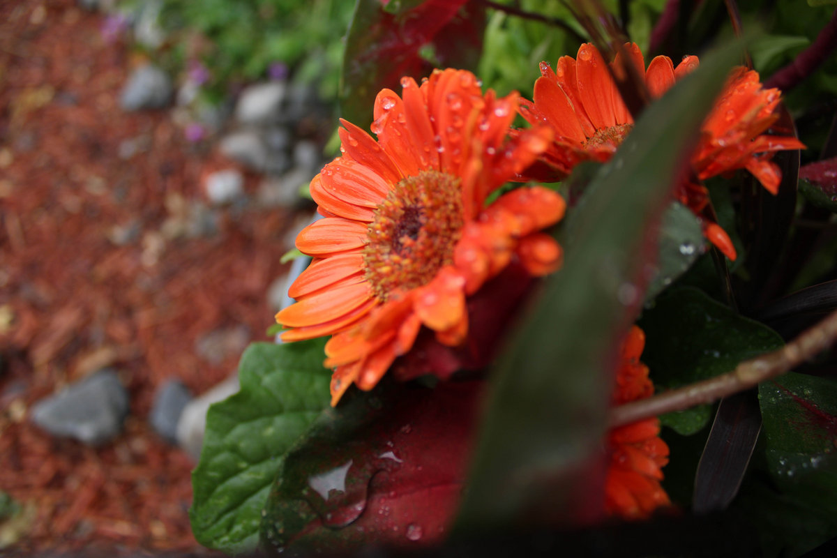 Timeless | Rusty Waters