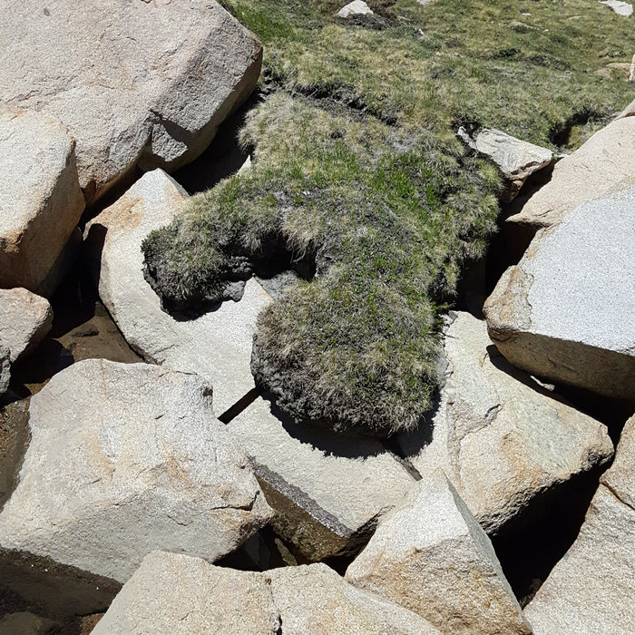 Jessica Goddard and Donny Shaw | Distant Duos