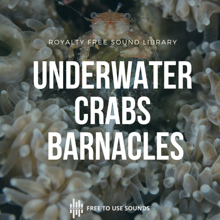 Underwater Sound Effects | Fishing Port | Crabs and Barnacles ...
