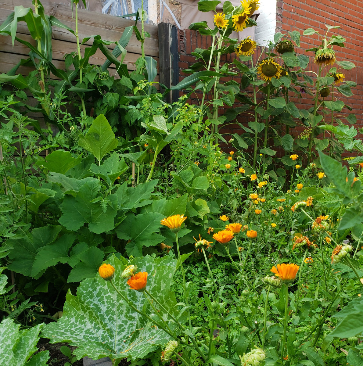 roland the headless thompson gunner (warren zevon cover) | Graham Janz