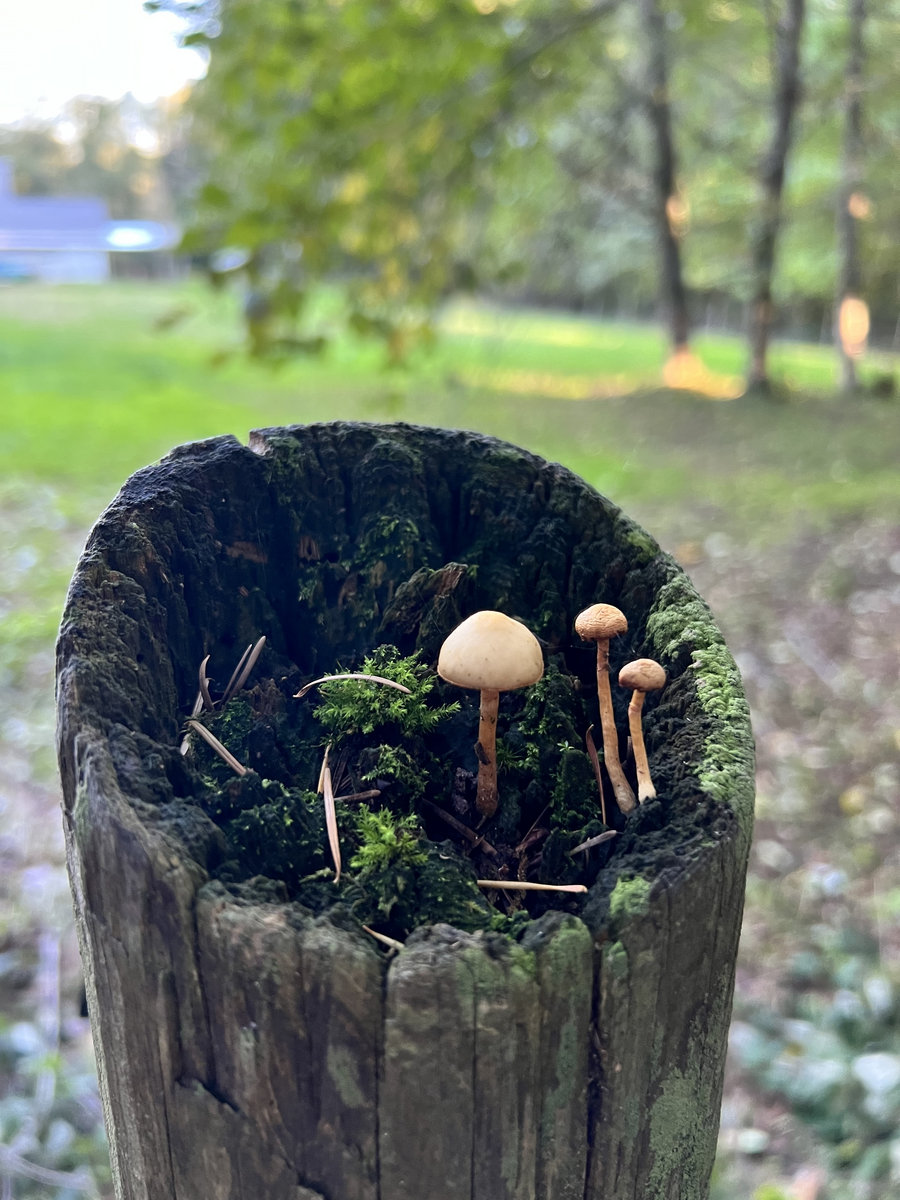 October Creatures from Maza Sigulda | Dan Tyack