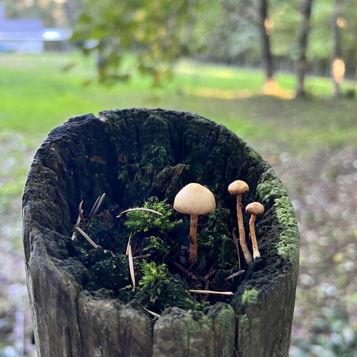 October Creatures from Maza Sigulda | Dan Tyack