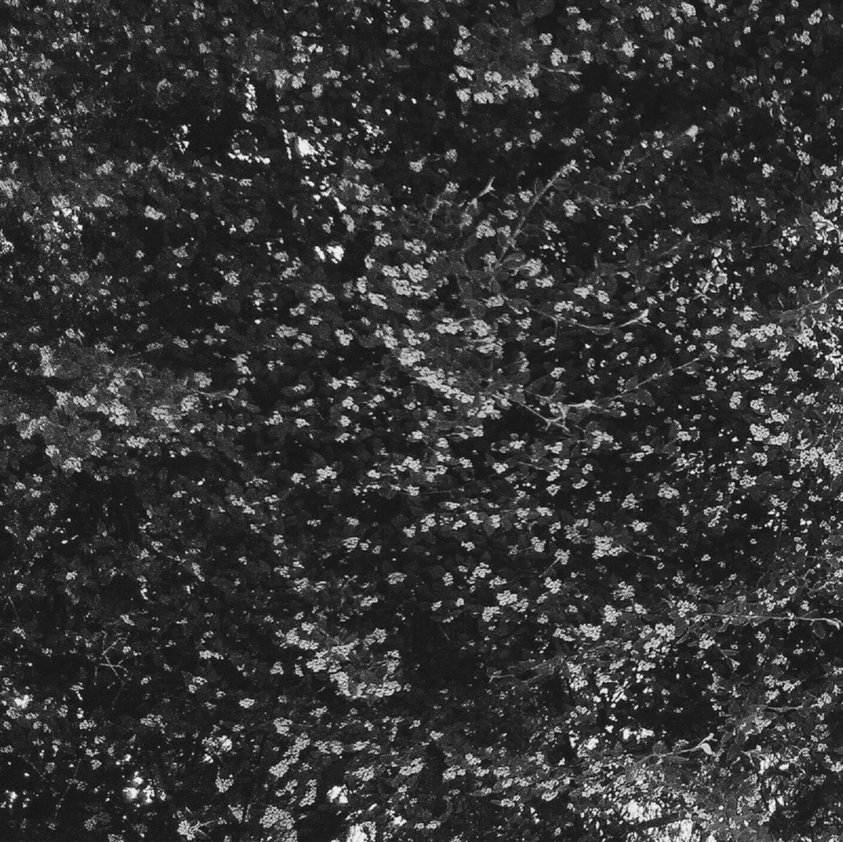 Wasp Nest Brain Transplant | Matthew Reeder