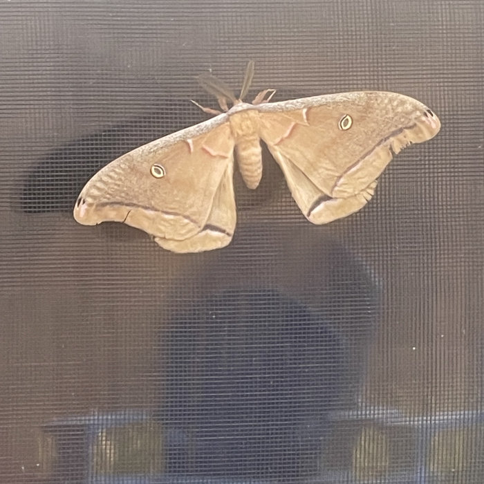 Moth Stuff | As A Moth