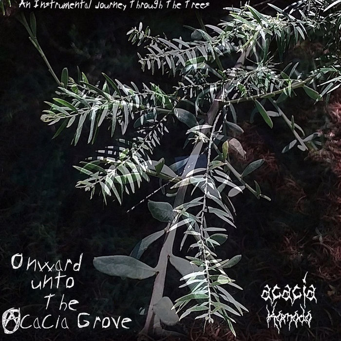 Onward Unto The Acacia Grove | Acacia Komodo