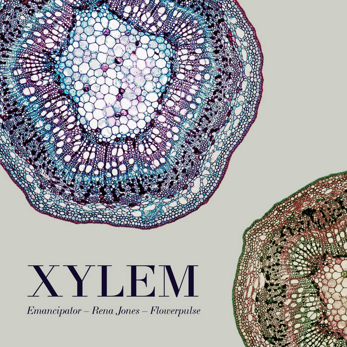 Phloem And Xylem Under Microscope