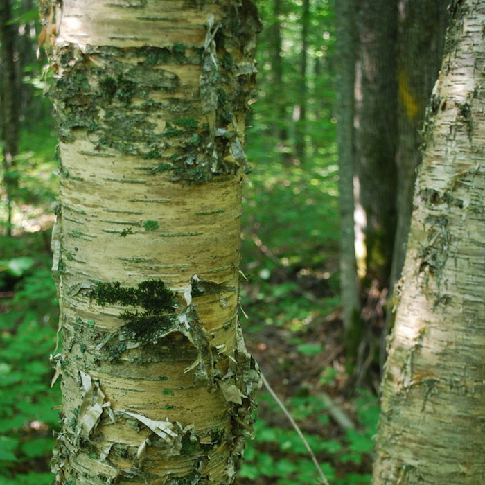 Michael Bullock and Tim Feeney | Distant Duos