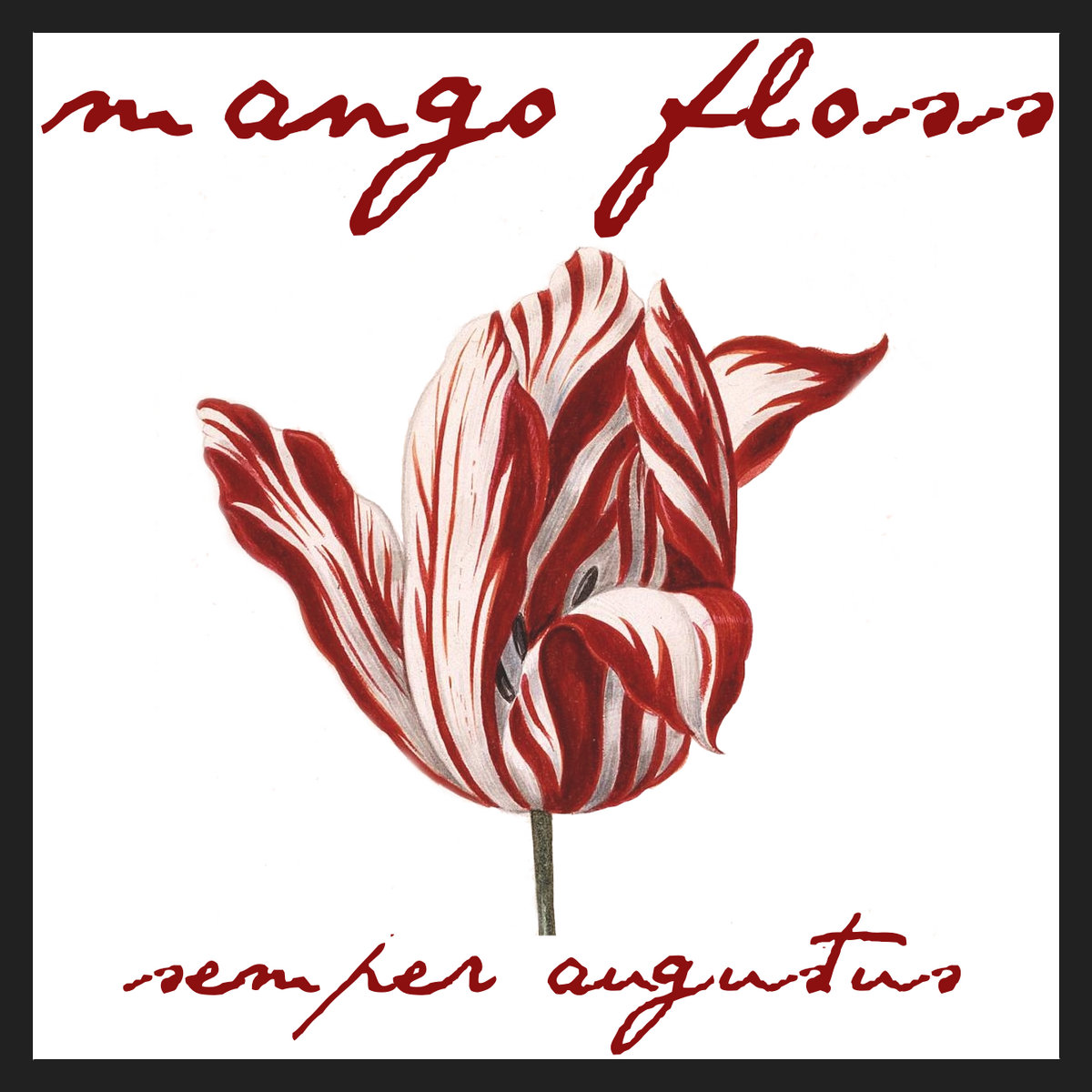 Semper Augustus | Mango Floss