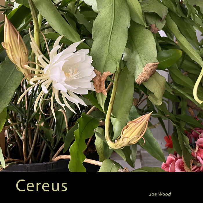 Cereus | Joe Wood