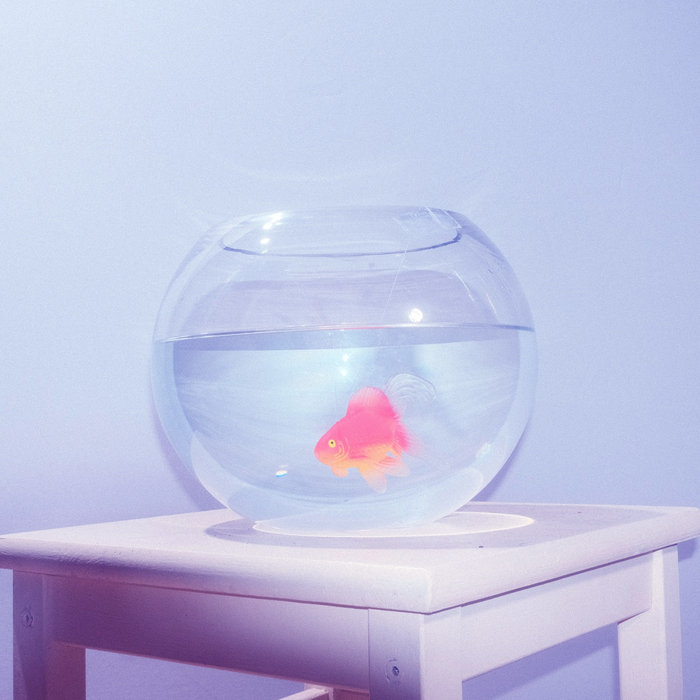 frog song pond edits | fish narc | K