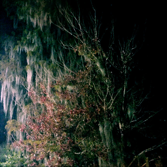 Cedar Mastodon 1 | Coppice Halifax