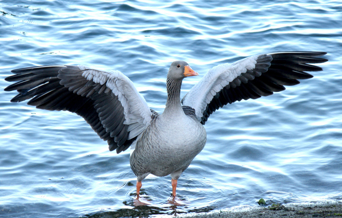 When is that Yellow Swans record showing up? | James Parrott