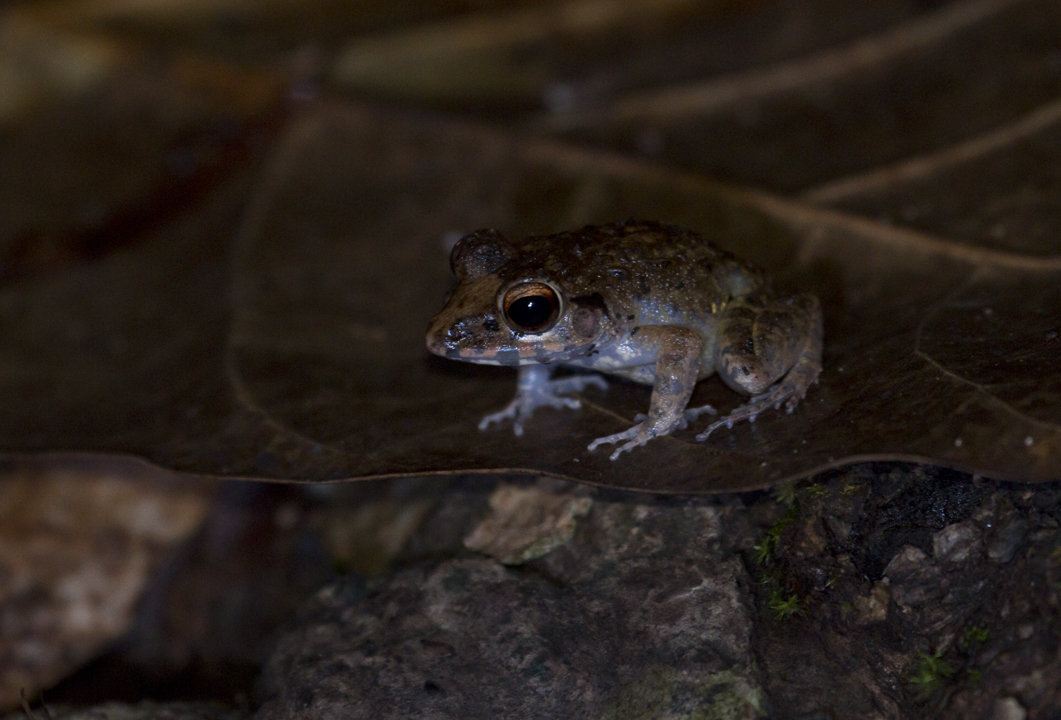 Solomon Islands - Frog chorus (Platymantis sp. Solomon's ground frog ...