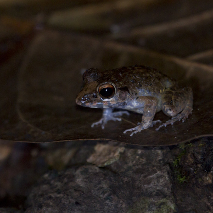 Solomon Islands - Frog chorus (Platymantis sp. Solomon's ground frog ...