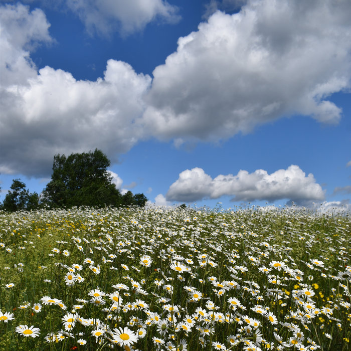 Sunny Fields | Taylor Garza | Aether Gaze