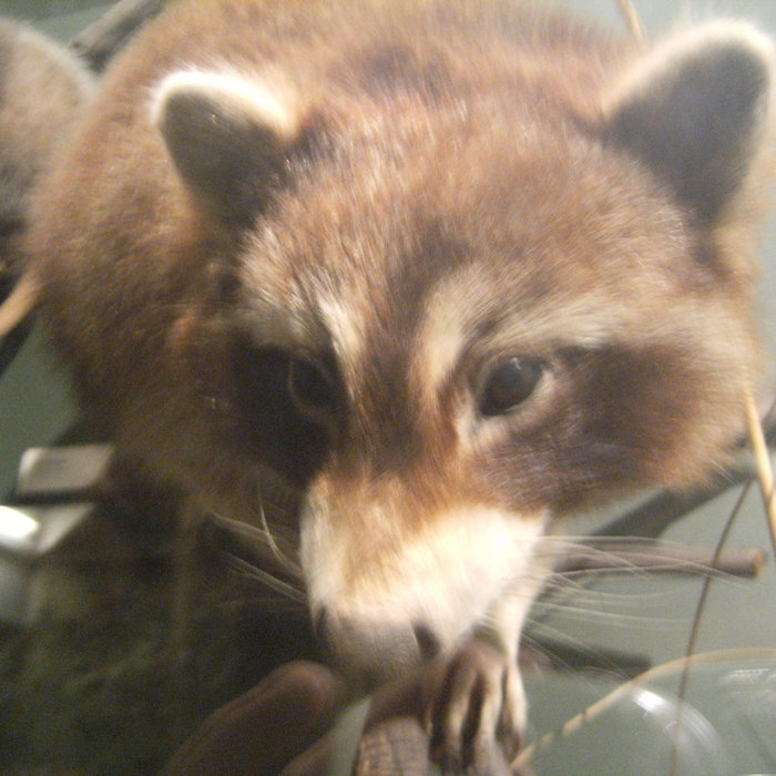 The Lepricons DEMO | The Lepricons | My Tape Collection