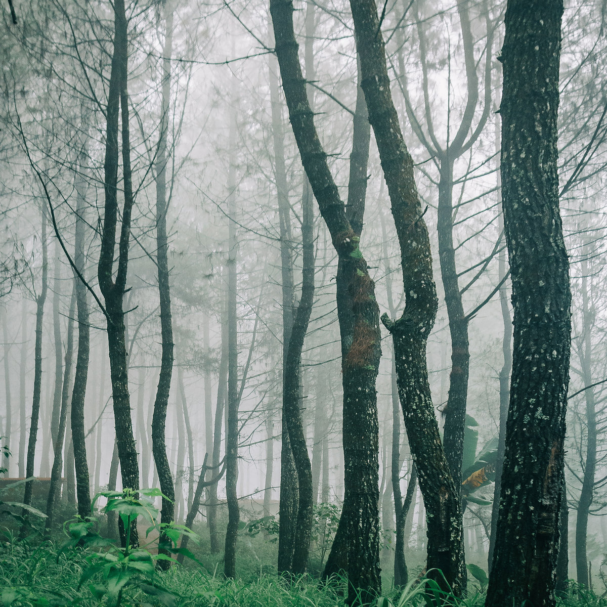 Foggy Forest | Gretchen Rice | Aether Gaze